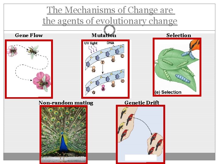 Hardy Weinberg When will a population evolve rdy