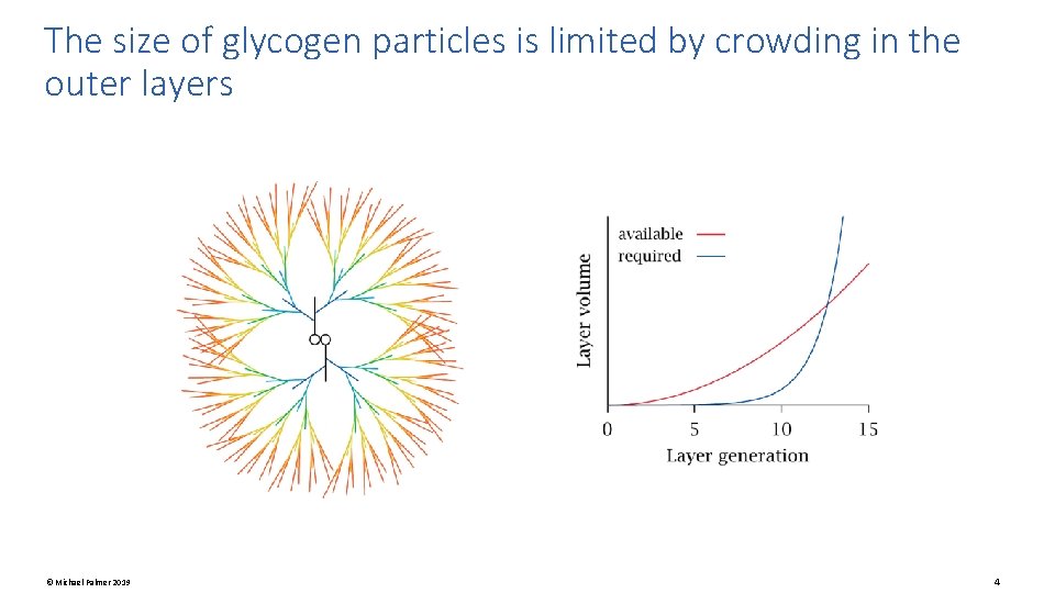 Glycogen metabolism Michael Palmer 2019 1 Why store