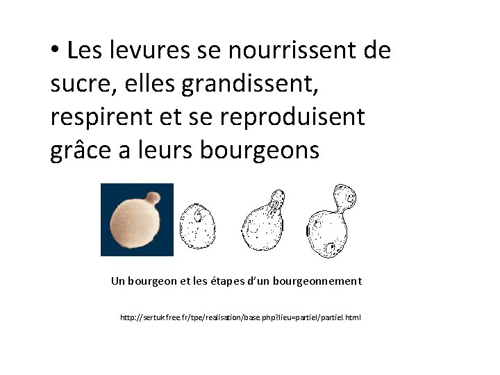 Les agents biologiques de la transformation Les levures