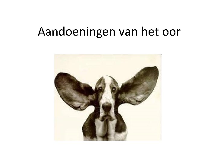 Aandoeningen van het oor Anatomie oor 1 Oorschelp