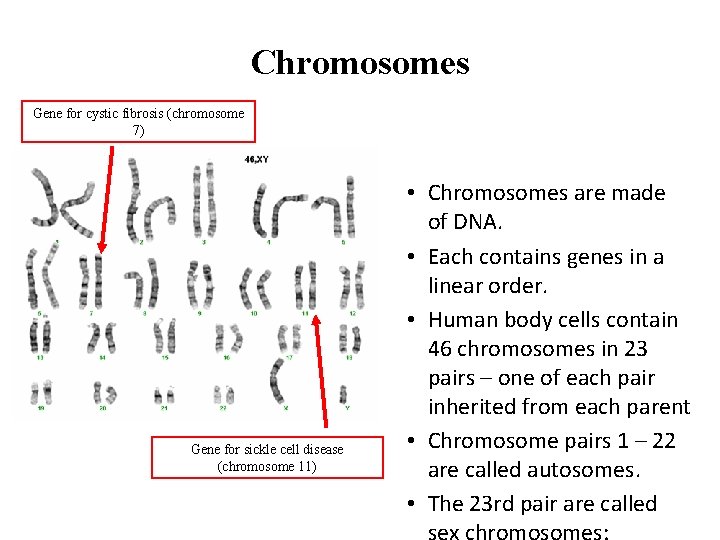 GENETICS Chromosomal Abnormalities Introduction to Genetics and heredity