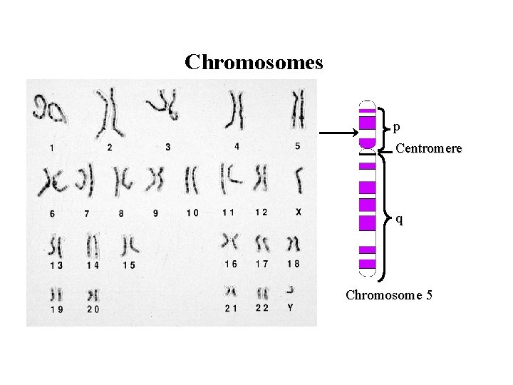 GENETICS Chromosomal Abnormalities Introduction to Genetics and heredity