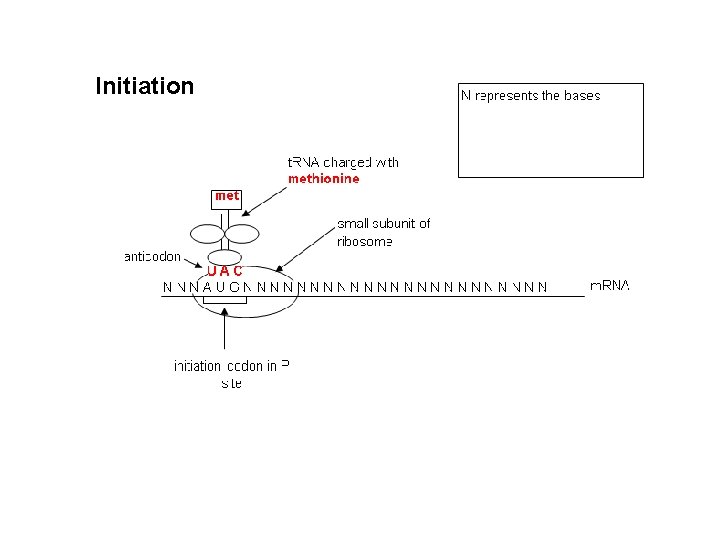 Mechanisms Involved in Protein Synthesis Part 5 Codons