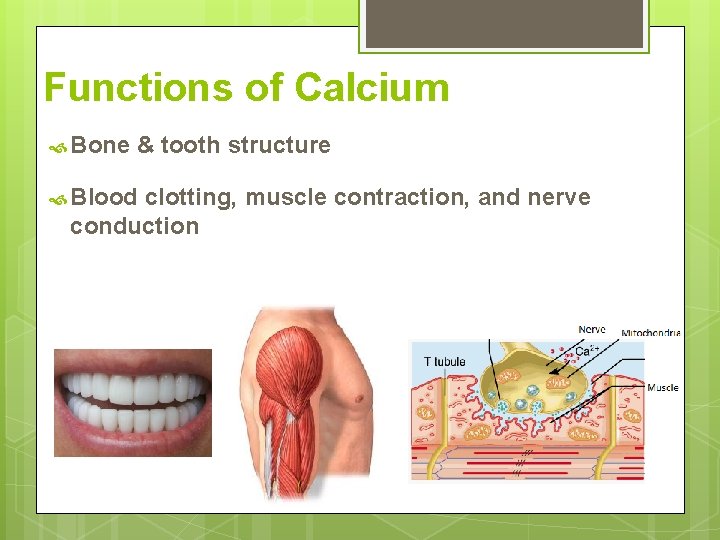 Module 5 4 Major Minerals in Bone Protein