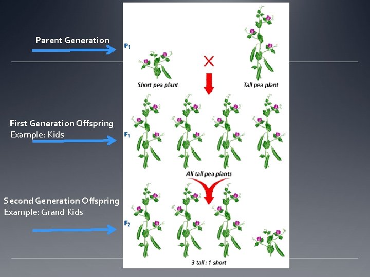 Gregor Mendel n The father of modern genetics