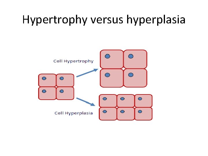 Introduction to pathology lecture 1 Fatima Obeidat MD
