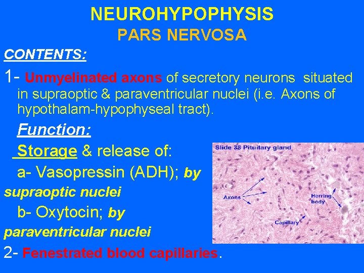 PITUITARY GLAND Objectives By the end of this