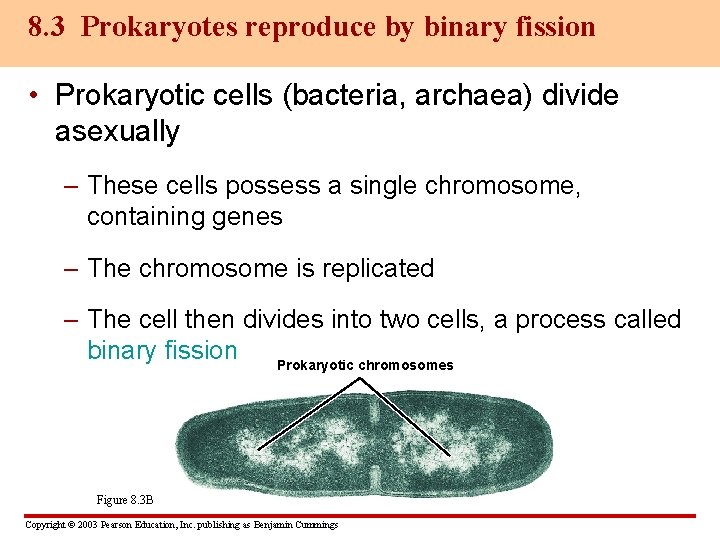 Chapter 8 The Cellular Basis of Reproduction and