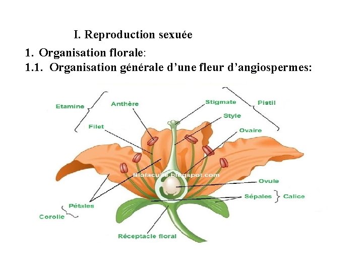 Biologie de la reproduction L 3 BPV Mme