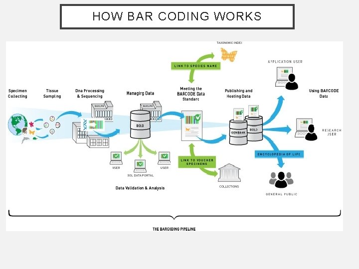 APPLICATIONS IN BIOTECHNOLOGY Honors Biology Ms Di Santis