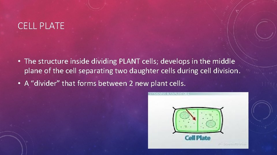 CELL CYCLE VOCABULARY 9 12 17 GENETIC INFORMATION