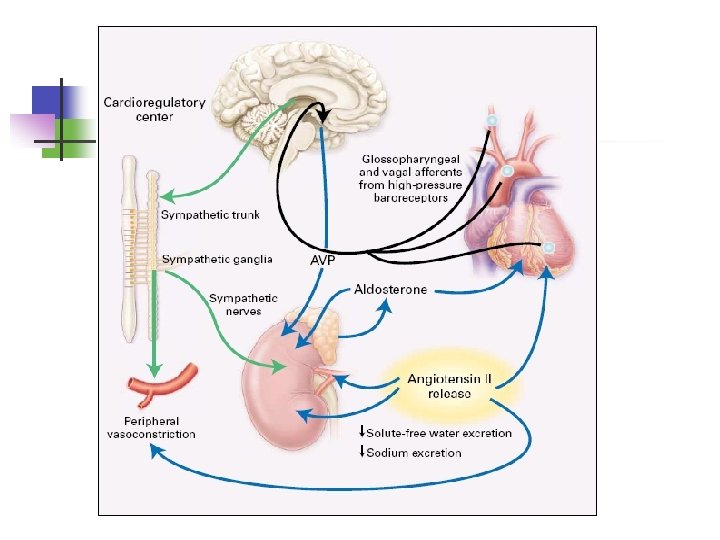 Heart Failure Etiology And Diagnosis Dr Hanan ALBackr
