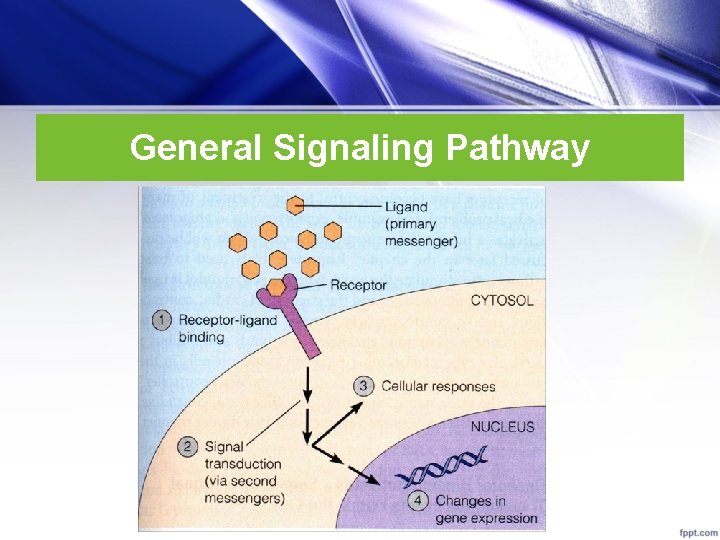 Cell Signaling and Regulation of Metabolism Objectives By