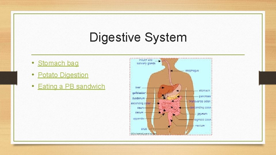 Anatomy Object Lessons Teaching big concepts through small