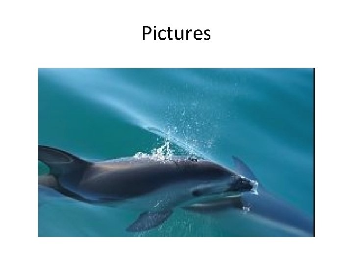 Jump the Waves with the Dusky Dolphin By