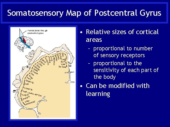Outline Introductions Syllabus Textbooks etc Gross anatomy of