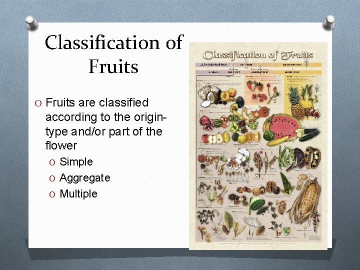 Fruits and Vegetables Chapter 16 Bell Ringer January