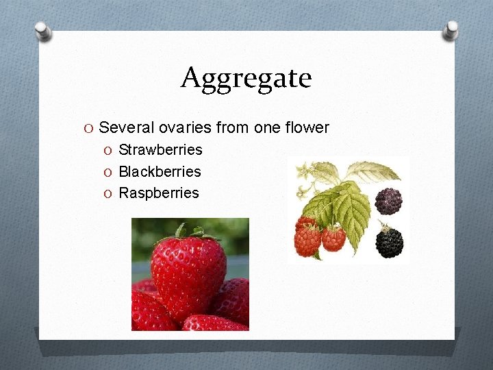 Fruits and Vegetables Chapter 16 Bell Ringer January