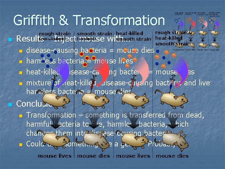 Deoxyribonucleic Acid or DNA Chapter 12 1 How