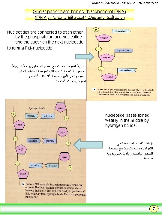 First semester Grade 10 Advanced Unit 4 DNA