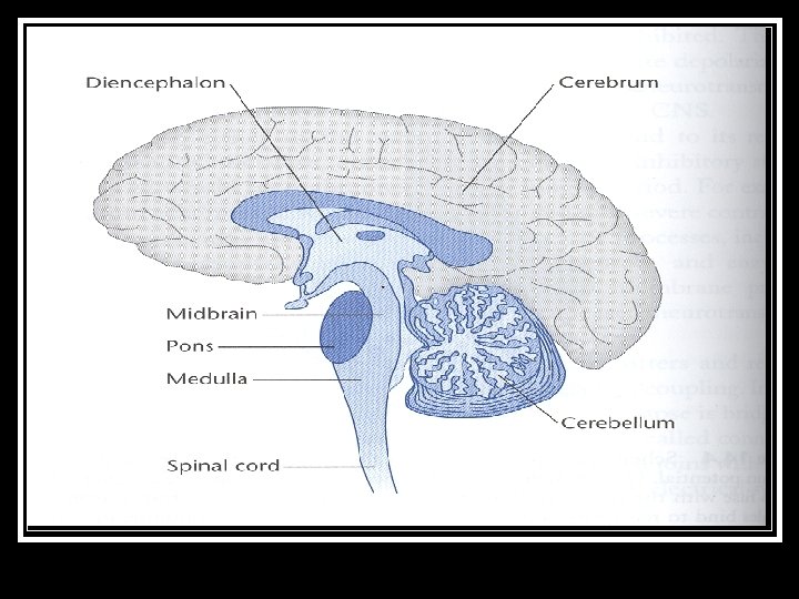 Parts of the Brain Presented by Raechel Davis