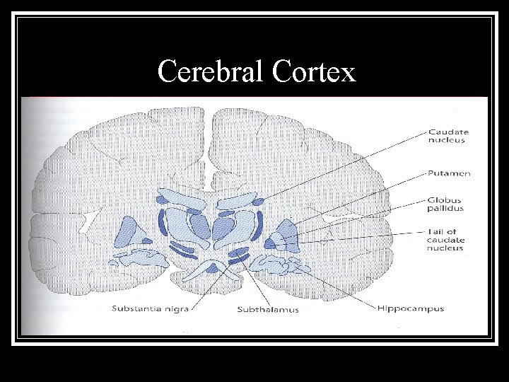 Parts of the Brain Presented by Raechel Davis