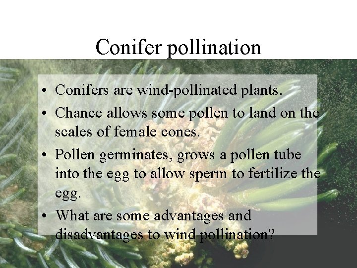 Plant Life Cycles CHAPTER 30 Animals vs Plants