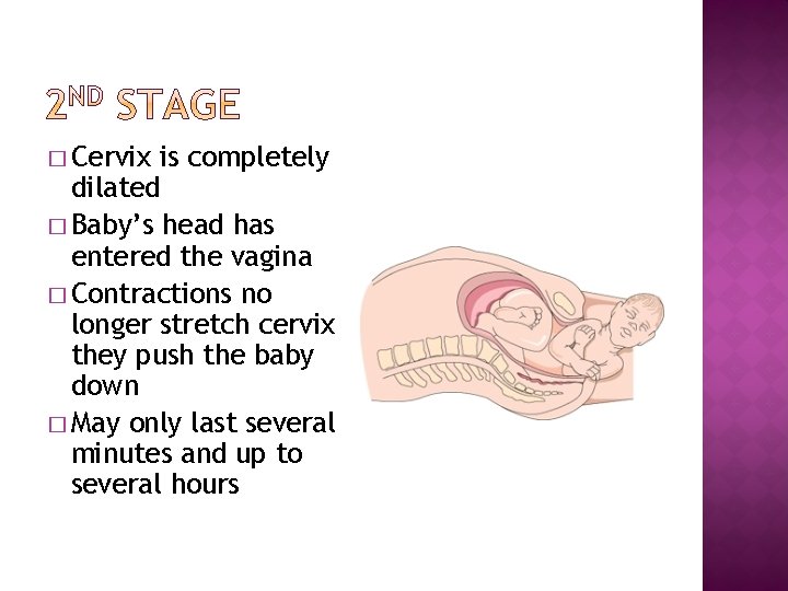 Section 1 The Birth Process Recognize the ways