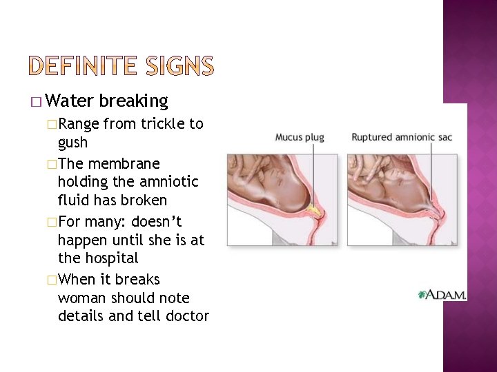 Section 1 The Birth Process Recognize the ways