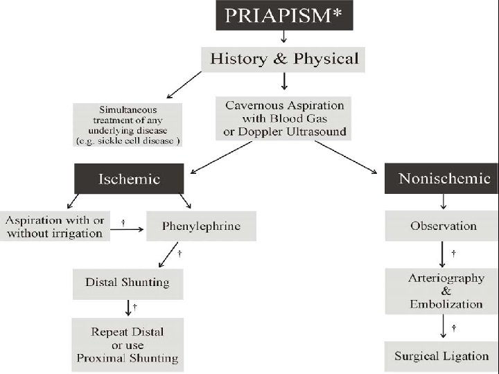 Priapismo Fisiopatologa diagnstico y tratamiento Dr Claudio Terradas