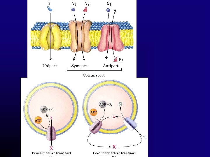 Farmacevtska biologija 2 del endomembrane citoskelet izr prof