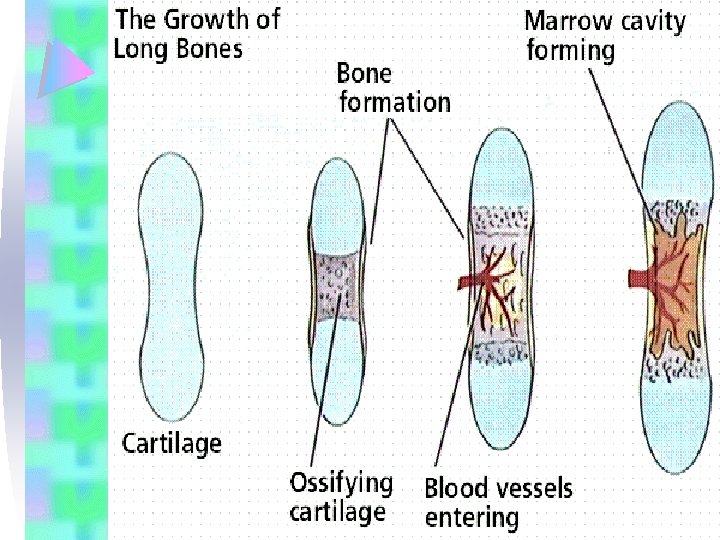 Komponen Sistem Rangka Sistem rangka merupakan sokongan dan