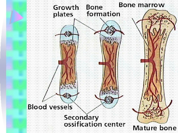 Komponen Sistem Rangka Sistem rangka merupakan sokongan dan