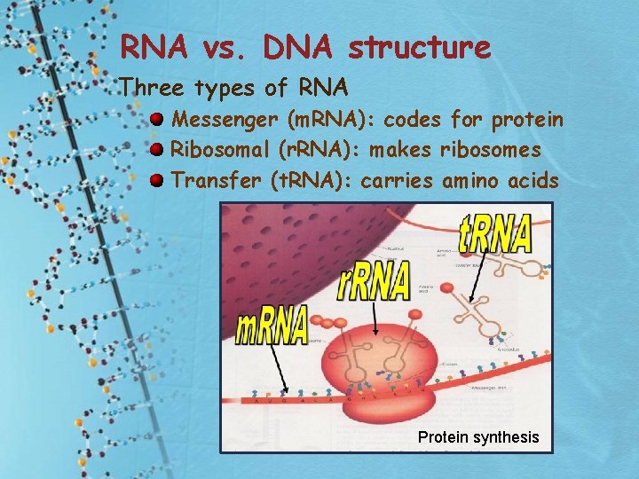 Transcription and Translation Objectives 3 5 1 Compare