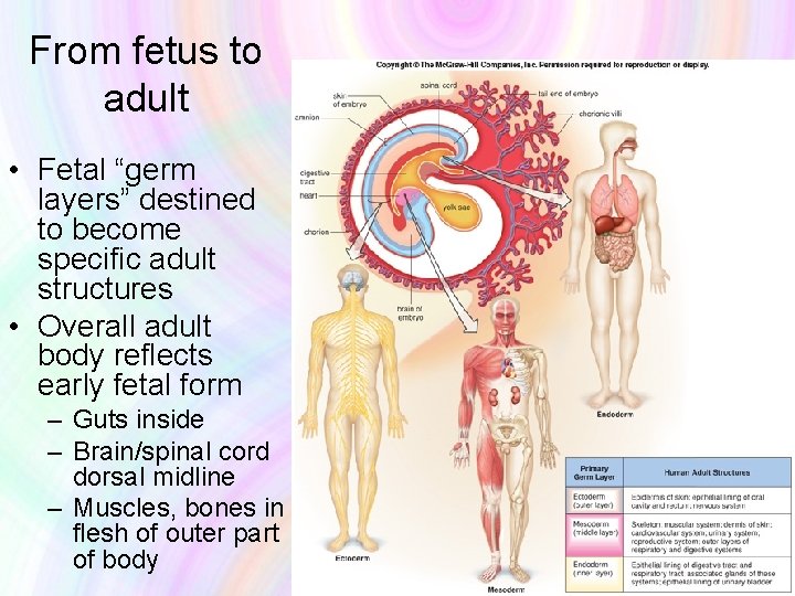 Pregnancy and Childbirth Review Embryo Development Changes to