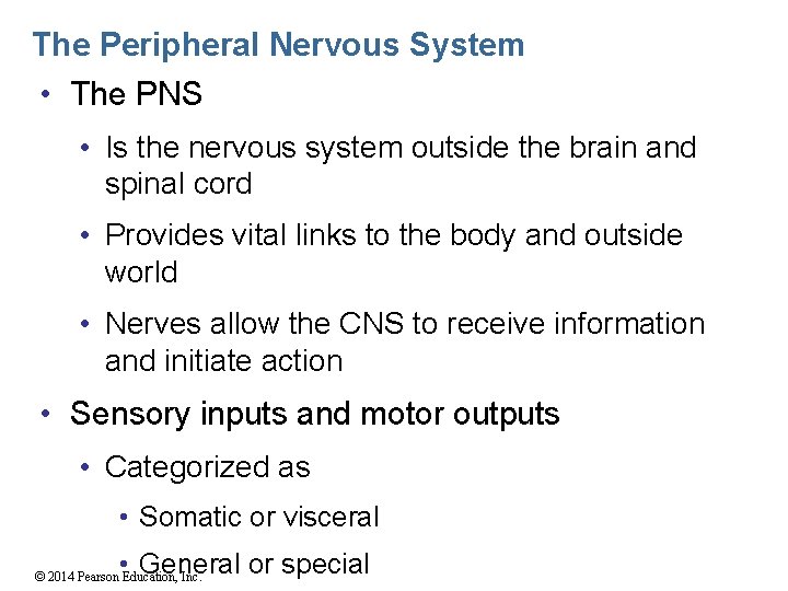 14 PART 1 The Peripheral Nervous System Pages