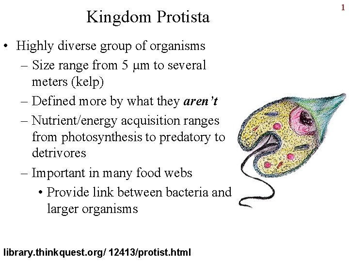 Kingdom Protista Highly diverse group of organisms Size