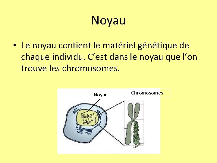 ATS 306 La Cellule La cellule La cellule