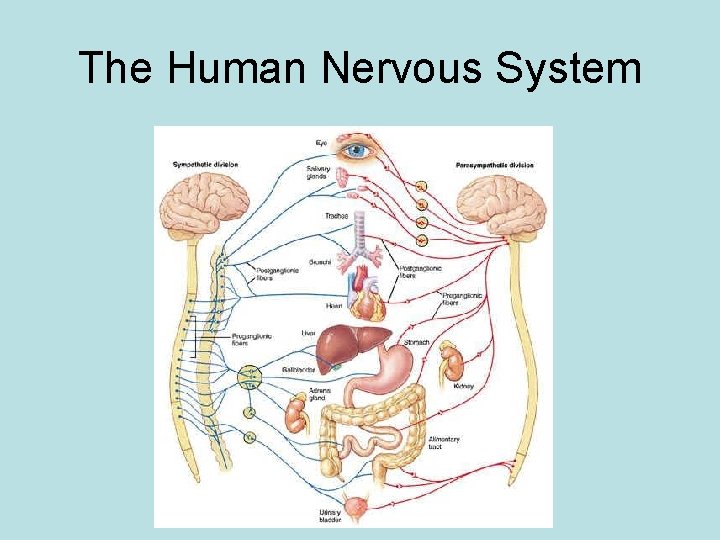 The Human Nervous System Major Organs Brain Spinal