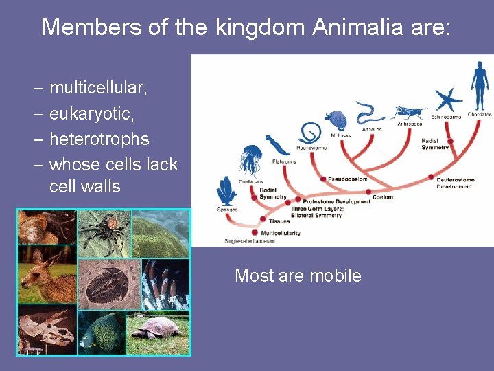 Kingdom Animalia Members of the kingdom Animalia are