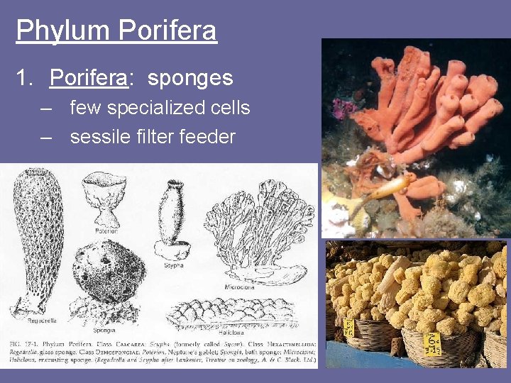 Kingdom Animalia Members of the kingdom Animalia are