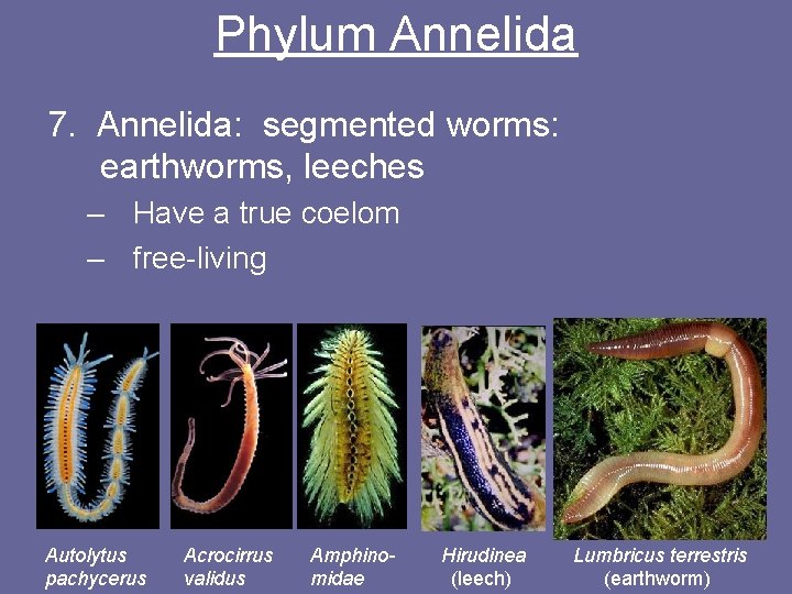 Kingdom Animalia Members of the kingdom Animalia are