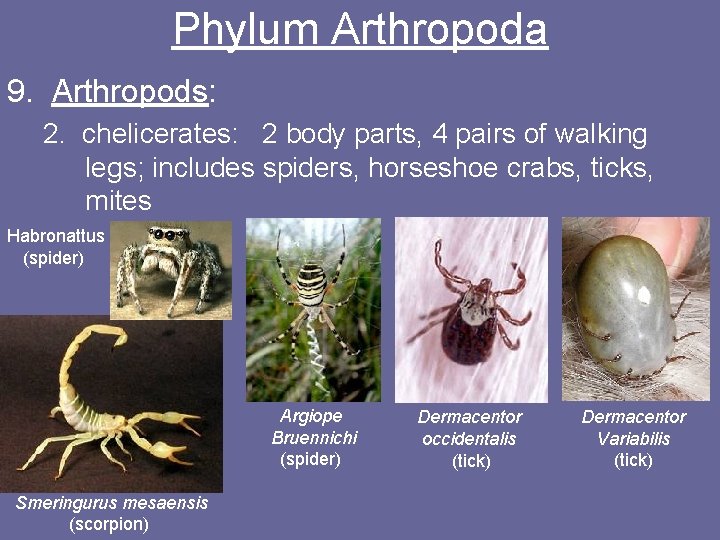 Kingdom Animalia Members of the kingdom Animalia are