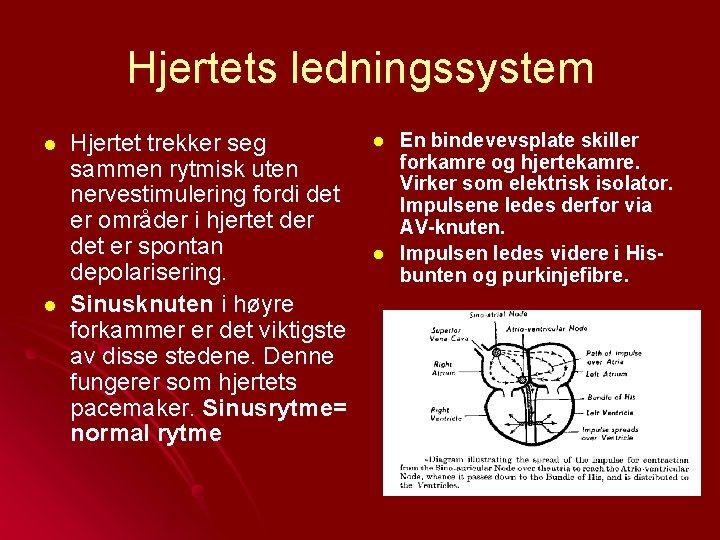 Sirkulasjonssystemet Hjerte karsykdommer Pensum Kap 7 menneskekroppen sider