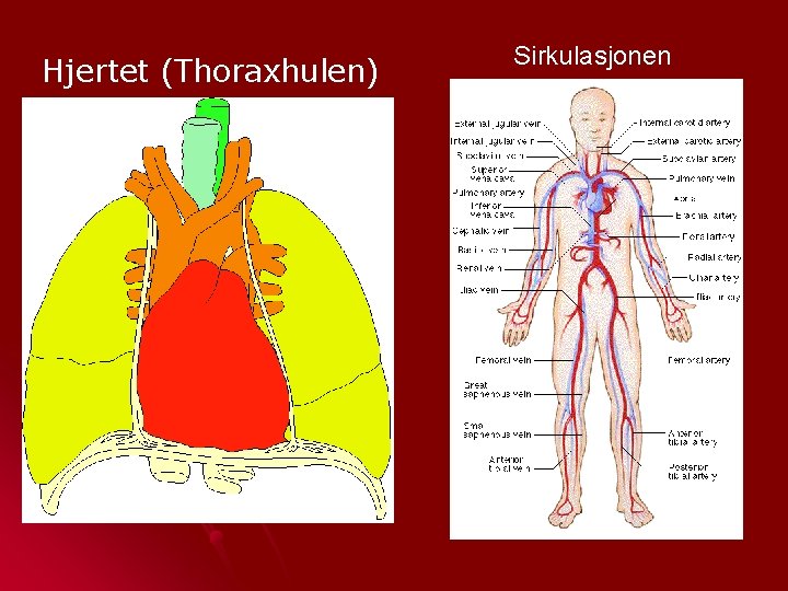 Sirkulasjonssystemet Hjerte karsykdommer Pensum Kap 7 menneskekroppen sider