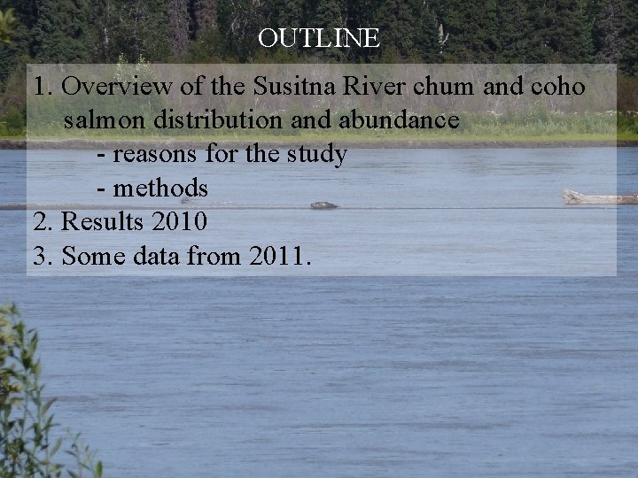 Chum and Coho Salmon Spawning Distribution and Abundance