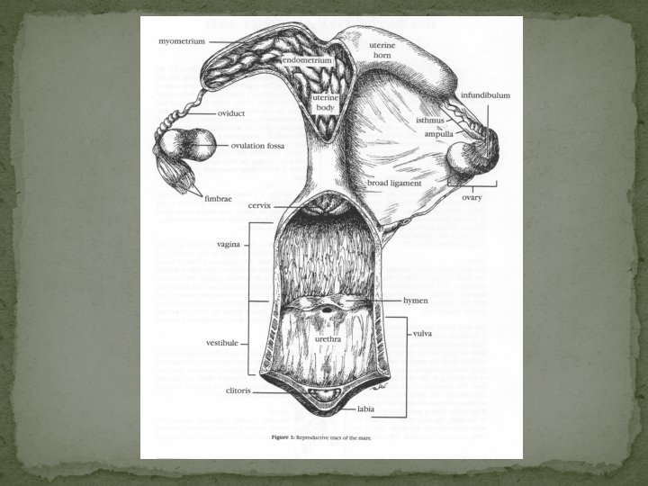 Reproductive Physiology of the Mare Matt Mc Millan
