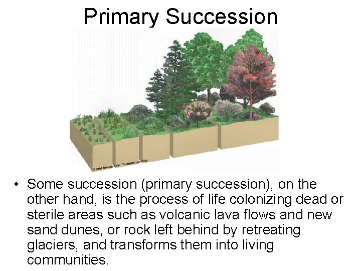 3 3 Succession How Ecosystems Change over Time