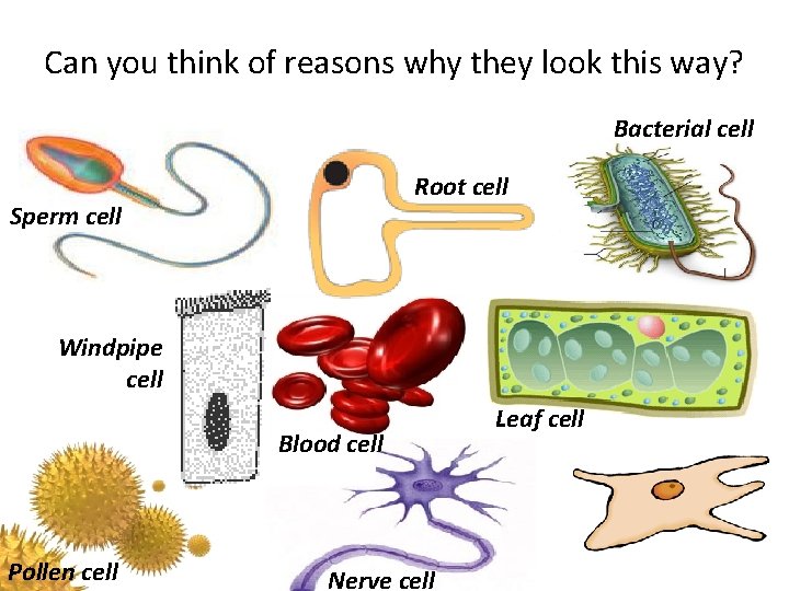 What are all living things made of Cells