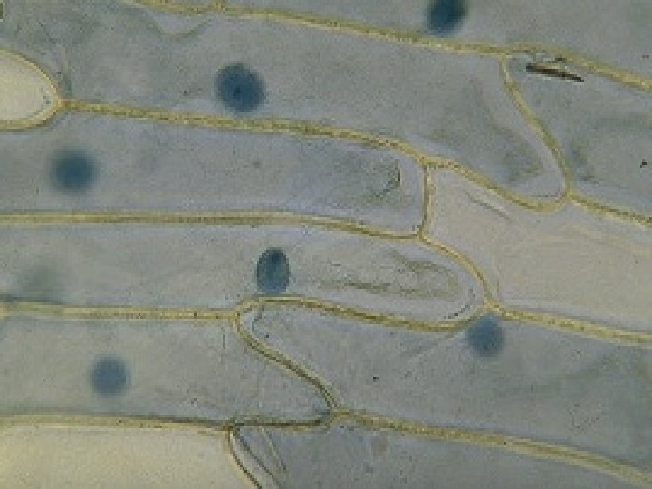 What are all living things made of Cells